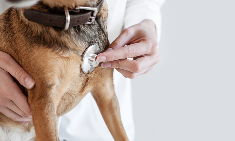 Suspension of veterinarian may cause irreparable reputational harm ...