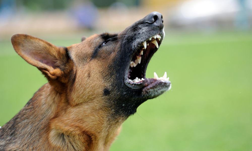 BC Supreme Court voids dog bite damages after plaintiff receives double ...