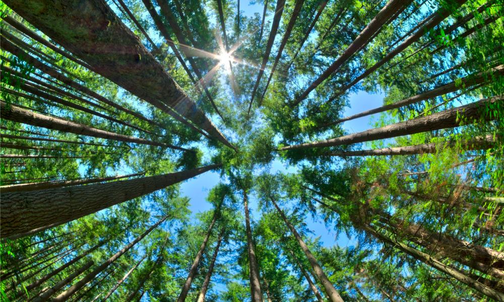 Forestry laws and regulations in Canada: A Guide | Lexpert