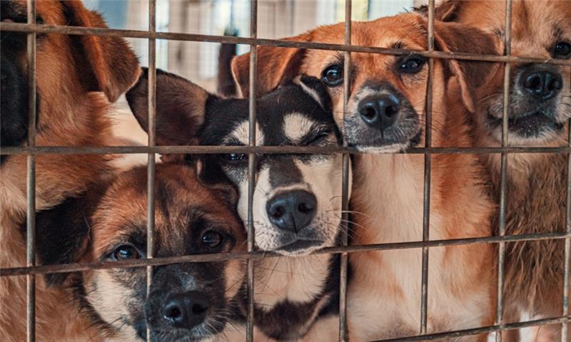 Saskatchewan government enhances animal protection with new Animal ...