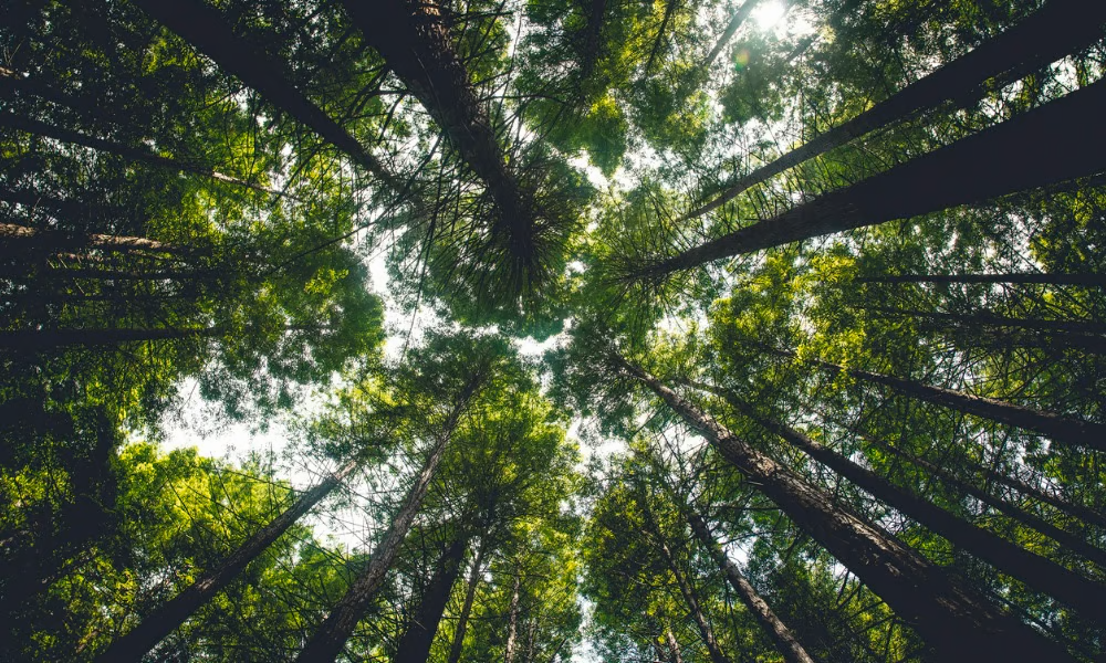 2 dead following forestry contractor incident in BC | Canadian ...