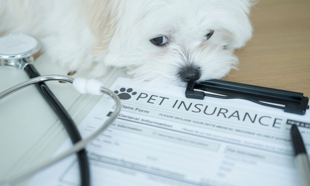 New Jersey passes pet insurance act, mandates industry compliance by ...