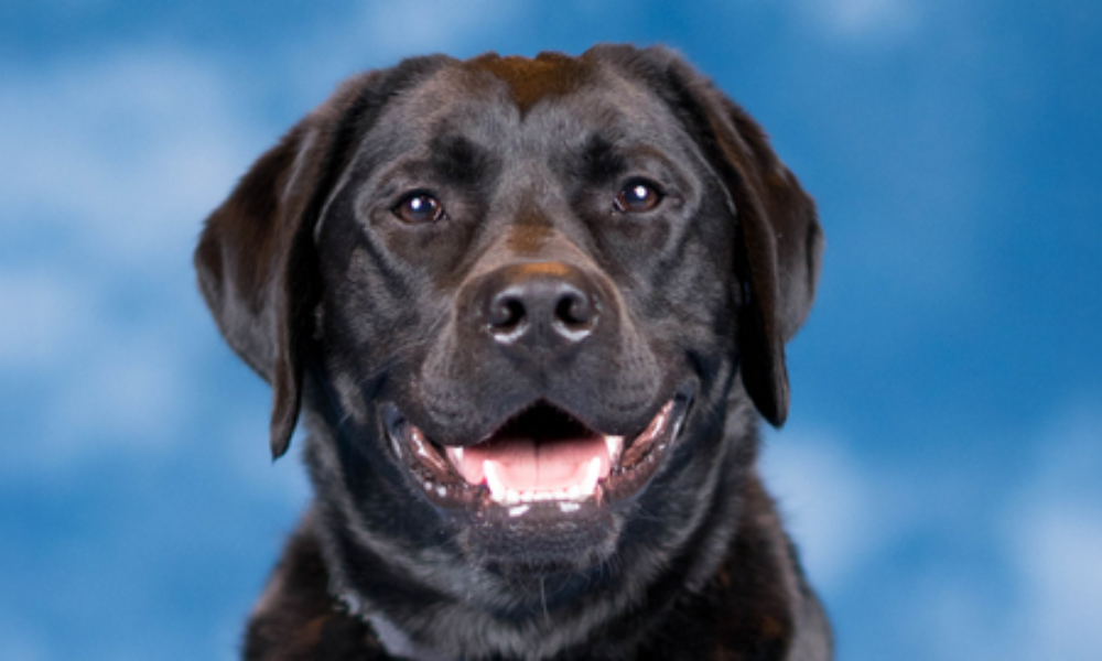 Meet Smoky: the insurance industry's first therapy dog ambassador - and ...