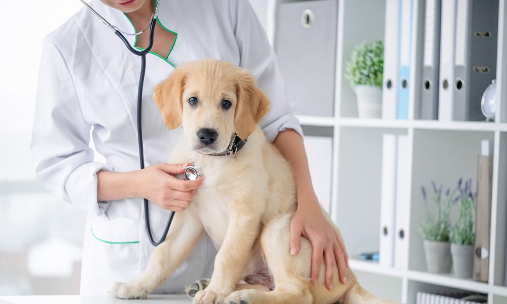 Pets Plus Us to expand pet insurance access to small businesses ...