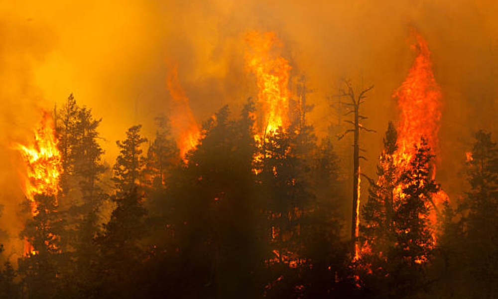 Wildfire risk drives up home insurance costs in Canada: MyChoice ...
