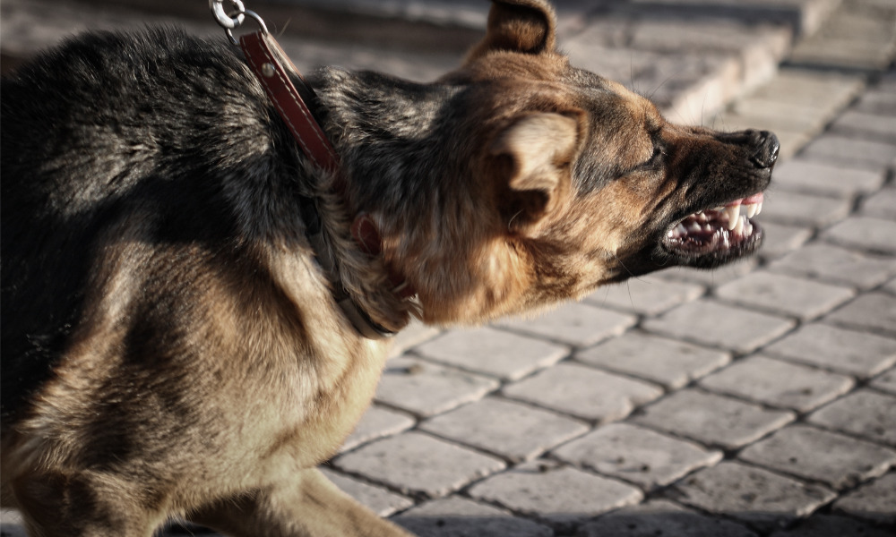 High Court: No miscarriage of justice in dog bite case | NZ Lawyer